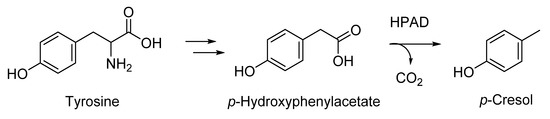 Volatile Phenols—Important Contributors to the Aroma of Plant-Derived Foods