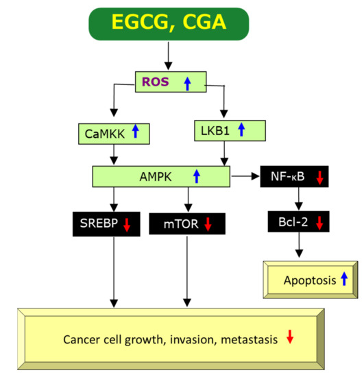 Anti-Cancer Effects of Green Tea Epigallocatchin-3-Gallate and Coffee ...