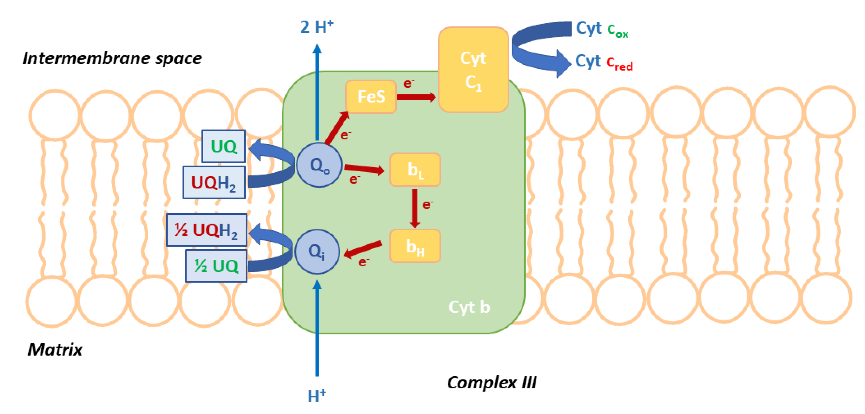 Natural Compound-Derived Cytochrome bc1 Complex Inhibitors as ...