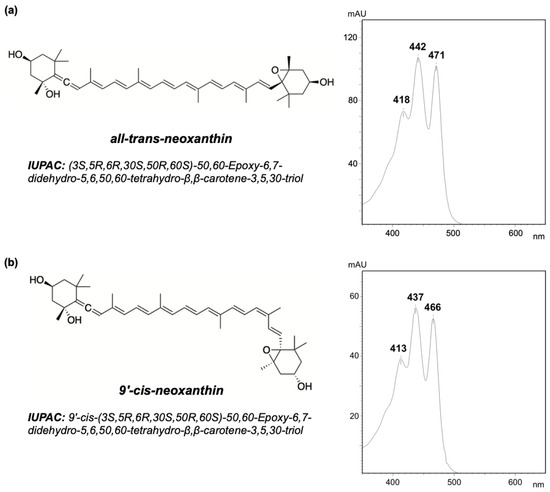 Photoprotective Role of Neoxanthin in Plants and Algae