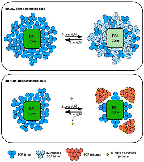 Photoprotective Role of Neoxanthin in Plants and Algae