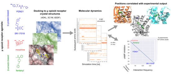Molecules | Free Full-Text | Molecular Modeling of µ Opioid Receptor ...