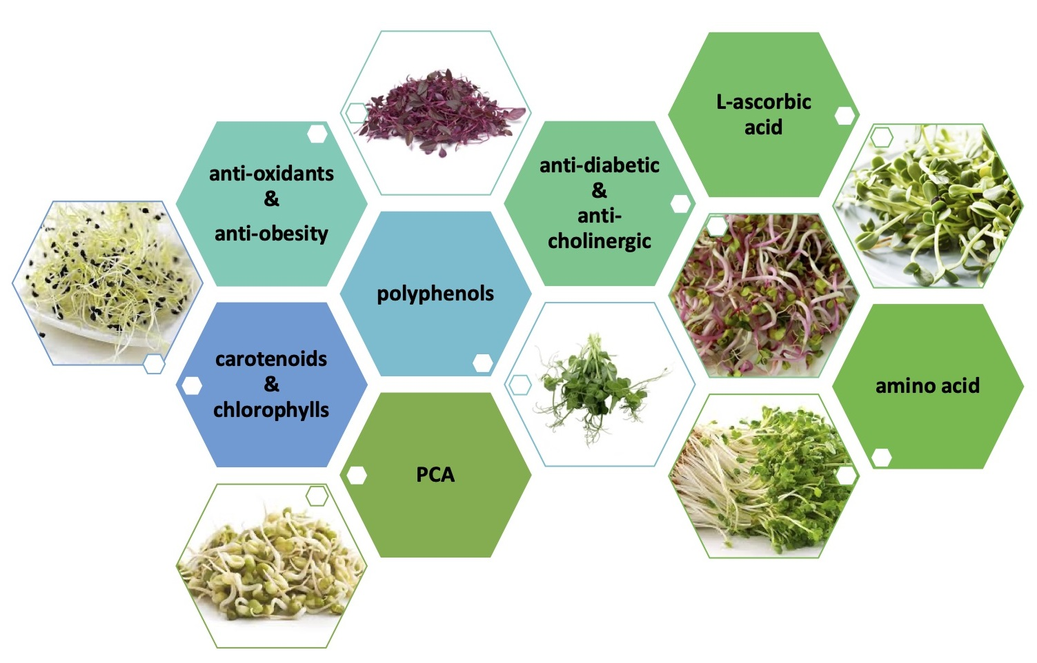 Molecules | Free Full-Text | Sprouts vs. Microgreens as Novel ...