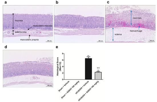 Antiulcer Activity of Steamed Ginger Extract against Ethanol/HCl ...