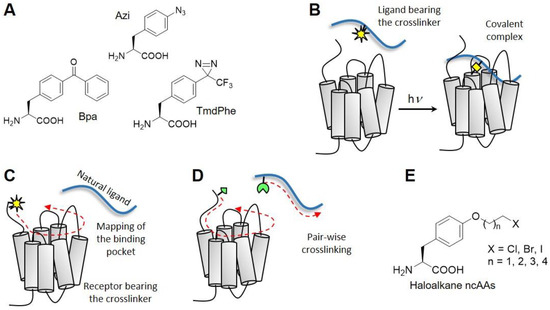 Capturing Peptide–GPCR Interactions and Their Dynamics
