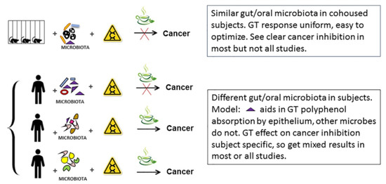 Gut/Oral Bacteria Variability May Explain the High Efficacy of Green ...