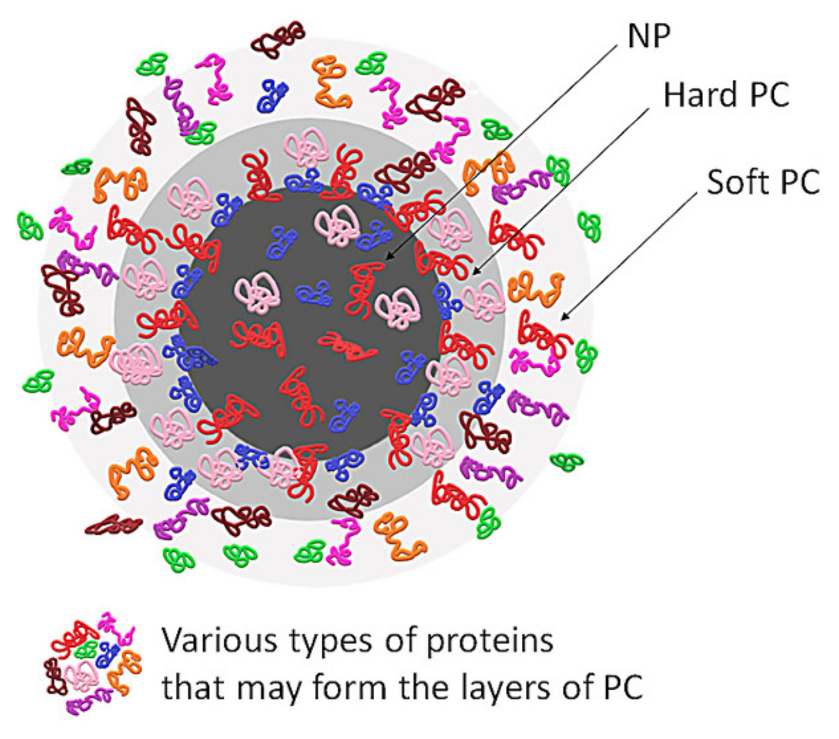 Understanding the Factors Influencing Chitosan-Based Nanoparticles-Protein Corona Interaction ...