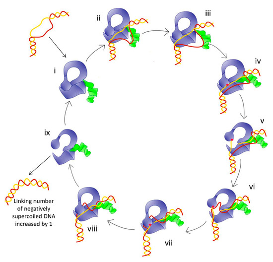 Mechanism of Type IA Topoisomerases
