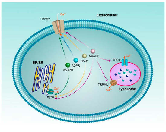 Roles of NAD+ and Its Metabolites Regulated Calcium Channels in Cancer