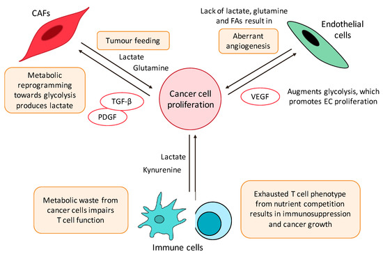 Targeting Metabolism in Cancer Cells and the Tumour Microenvironment ...