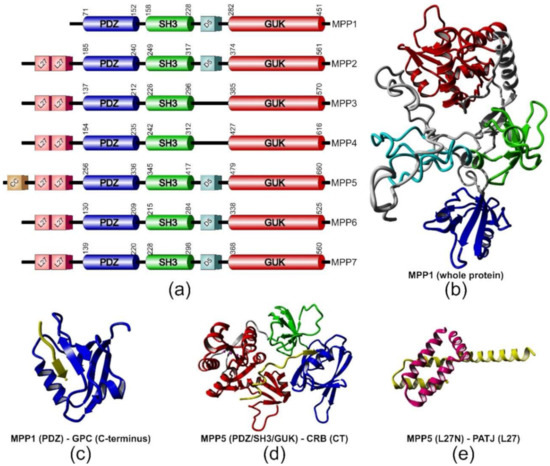Not Just Another Scaffolding Protein Family: The Multifaceted MPPs
