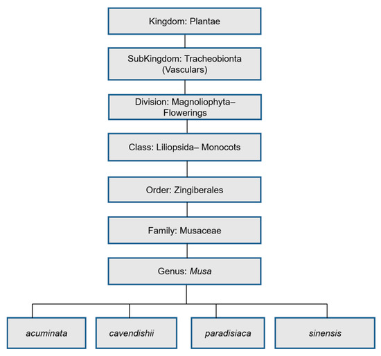 Potentials of Musa Species Fruits against Oxidative Stress-Induced and ...