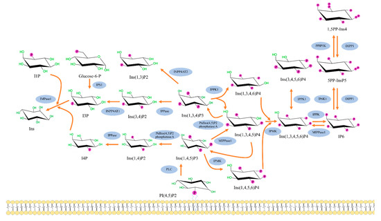 Role of Inositols and Inositol Phosphates in Energy Metabolism