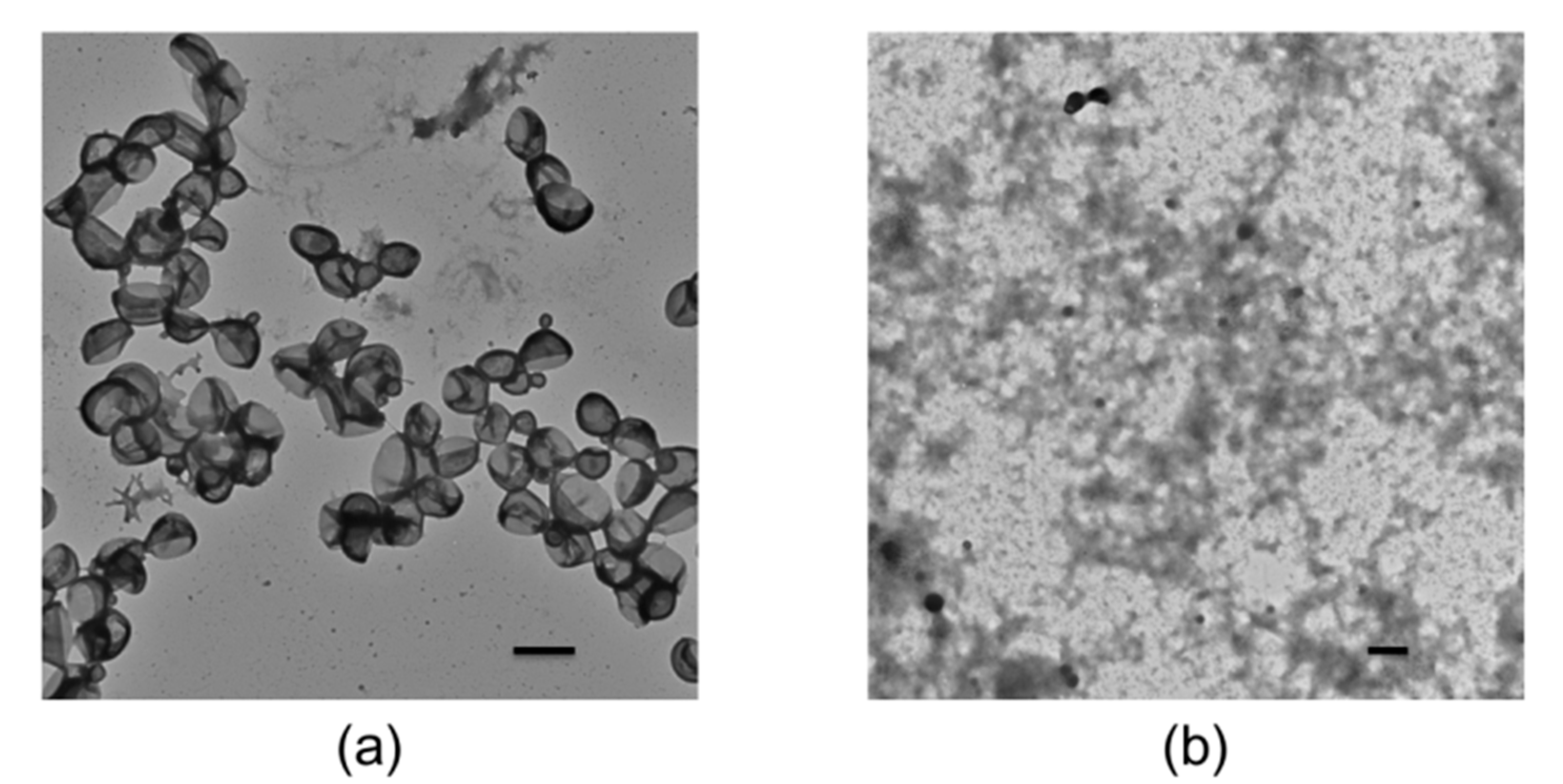 Photo-Responsive Polymersomes as Drug Delivery System for Potential ...