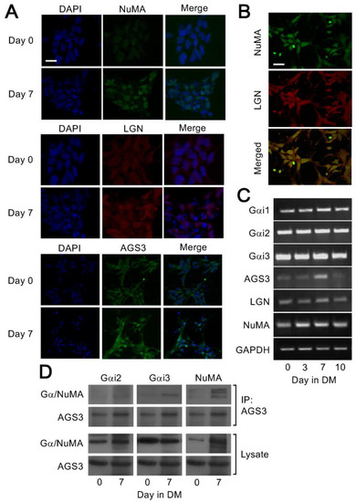AGS3 and Gαi3 Are Concomitantly Upregulated as Part of the Spindle ...
