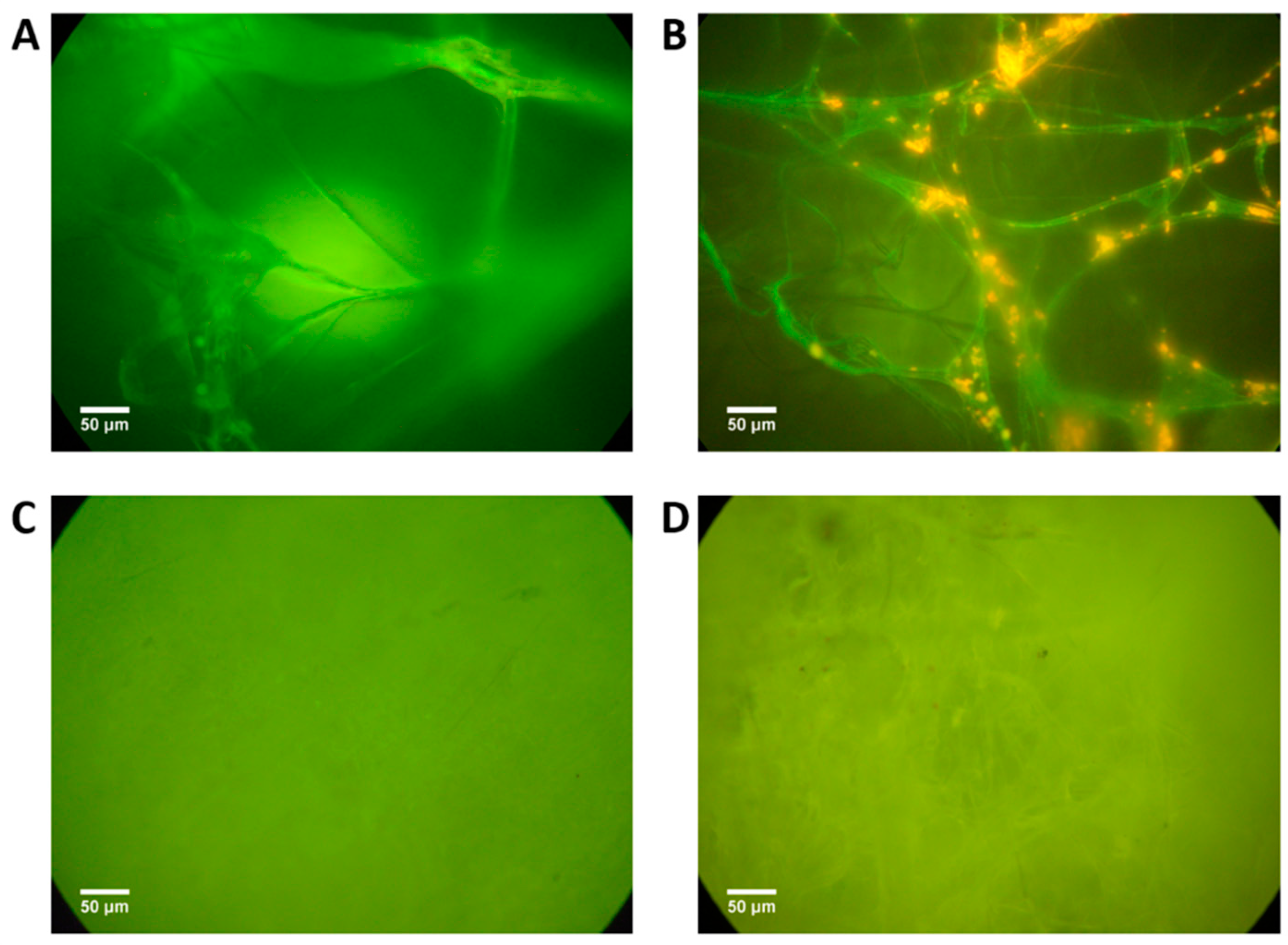 Antimicrobial s-PBC Coatings for Innovative Multifunctional Water Filters
