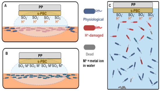 Antimicrobial s-PBC Coatings for Innovative Multifunctional Water Filters