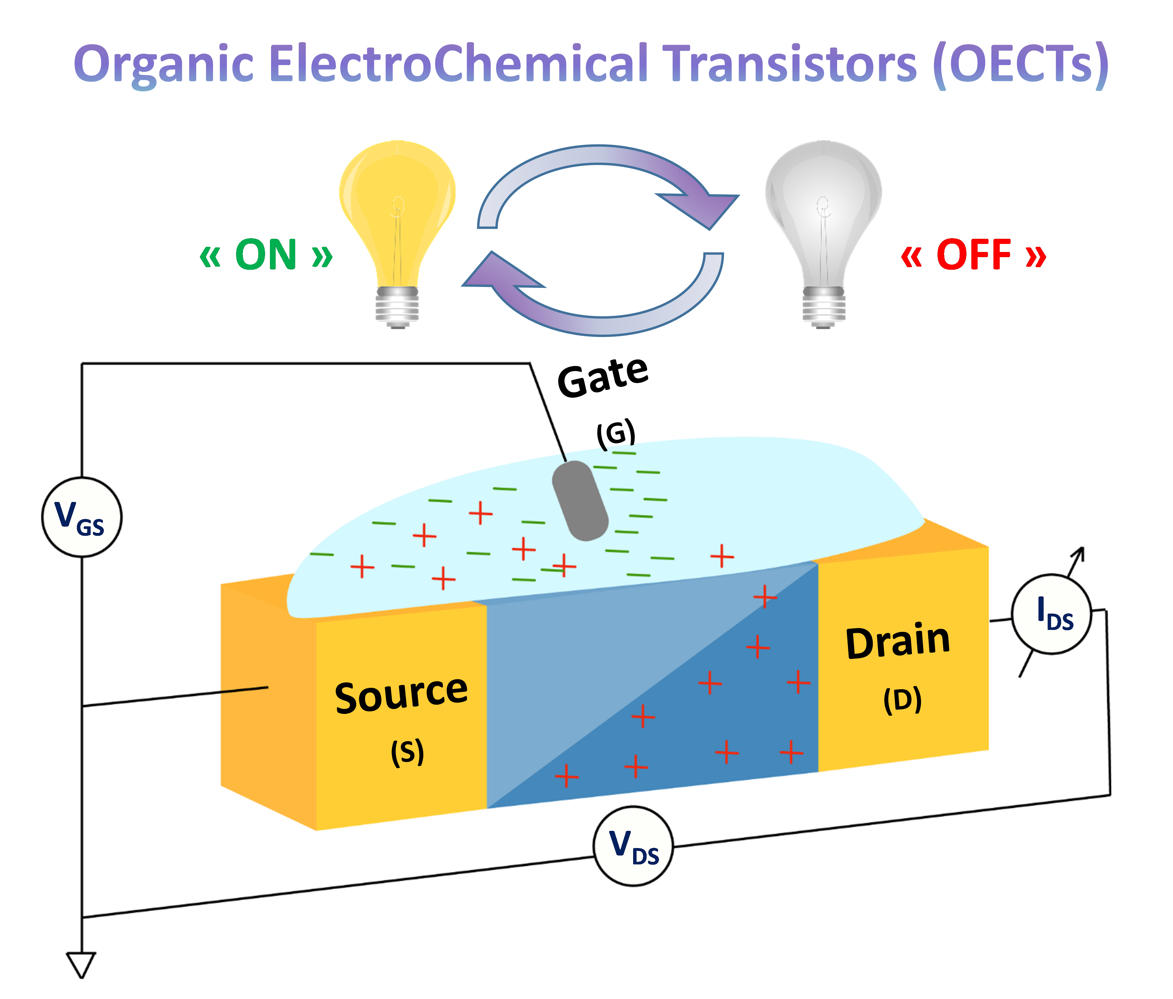Molecules | Free Full-Text | Organic Electrochemical Transistors (OECTs ...