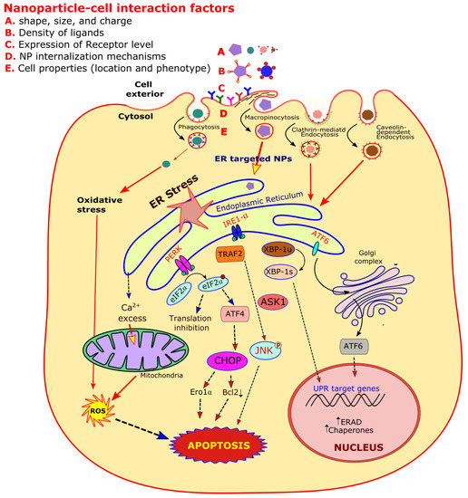 Endoplasmic Reticulum Stress Provocation by Different Nanoparticles: An ...