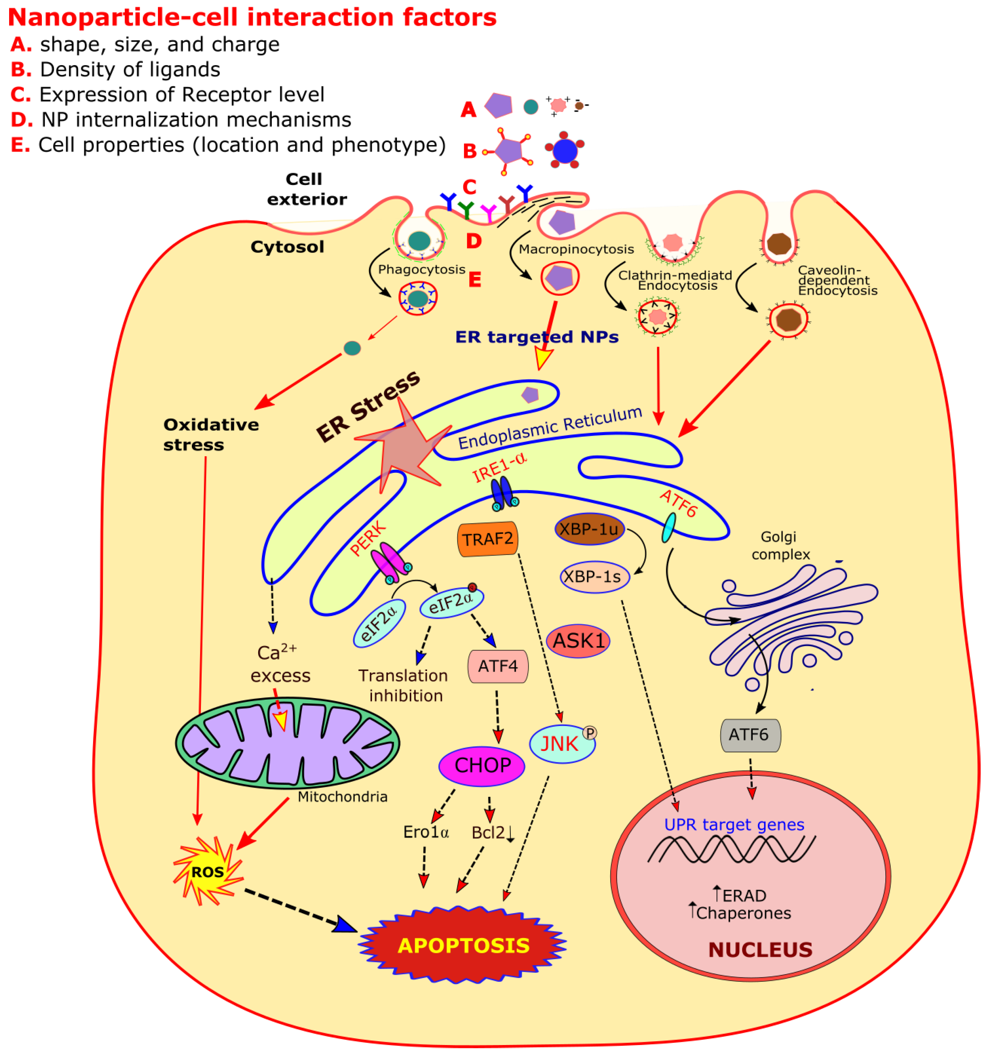 Molecules | Free Full-Text | Endoplasmic Reticulum Stress Provocation ...