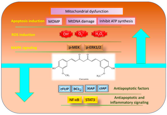 Molecules Free Full Text Free Radicals As A Double Edged Sword The