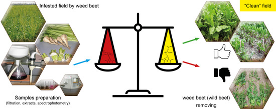 Molecules | Free Full-Text | Betacyanins and Betaxanthins in Cultivated ...
