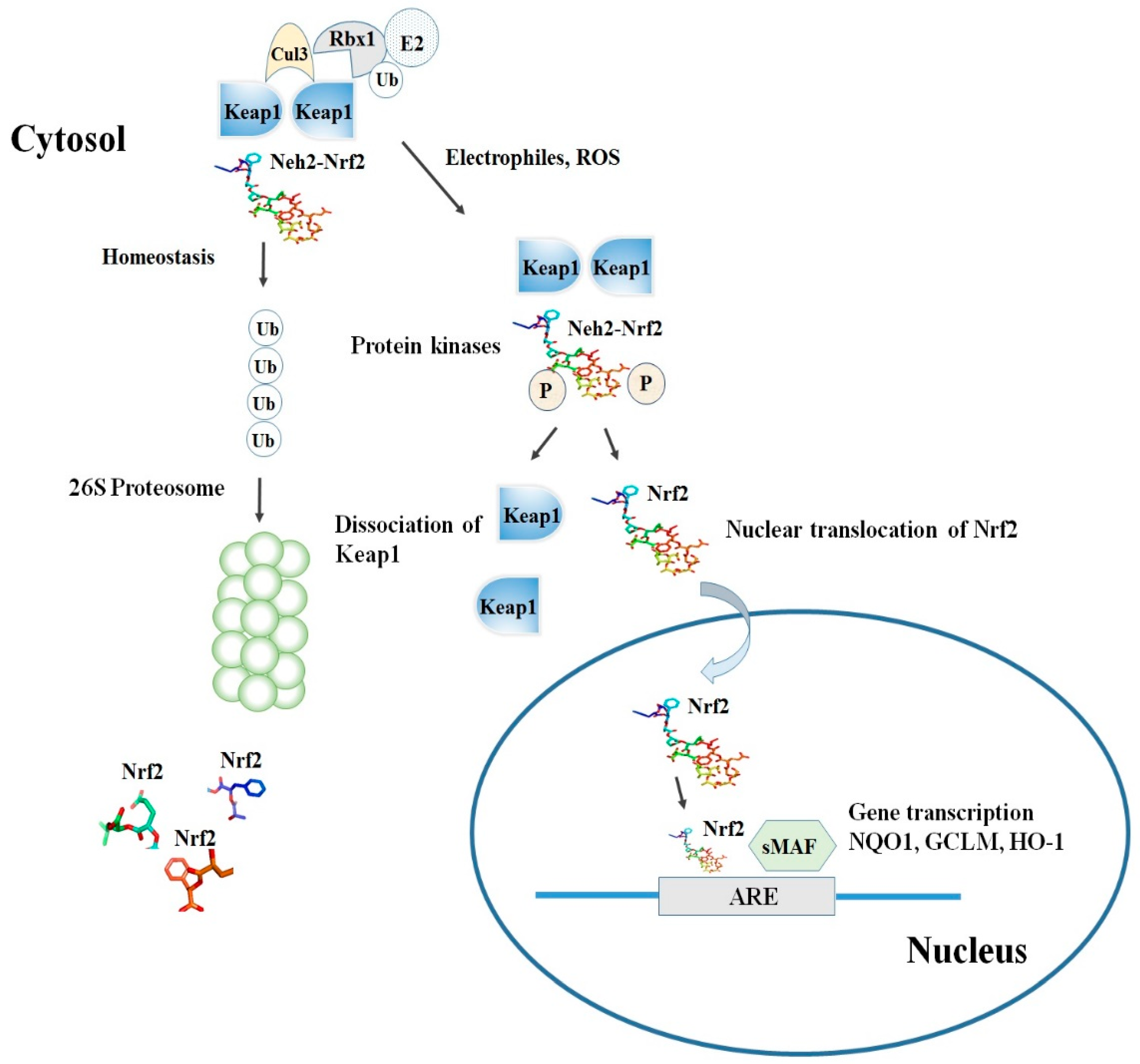 Molecules Free Full Text An Overview Of Nrf2 Signaling Pathway And