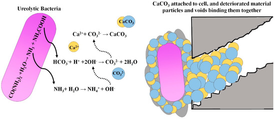 Microbiologically Induced Carbonate Precipitation in the Restoration ...