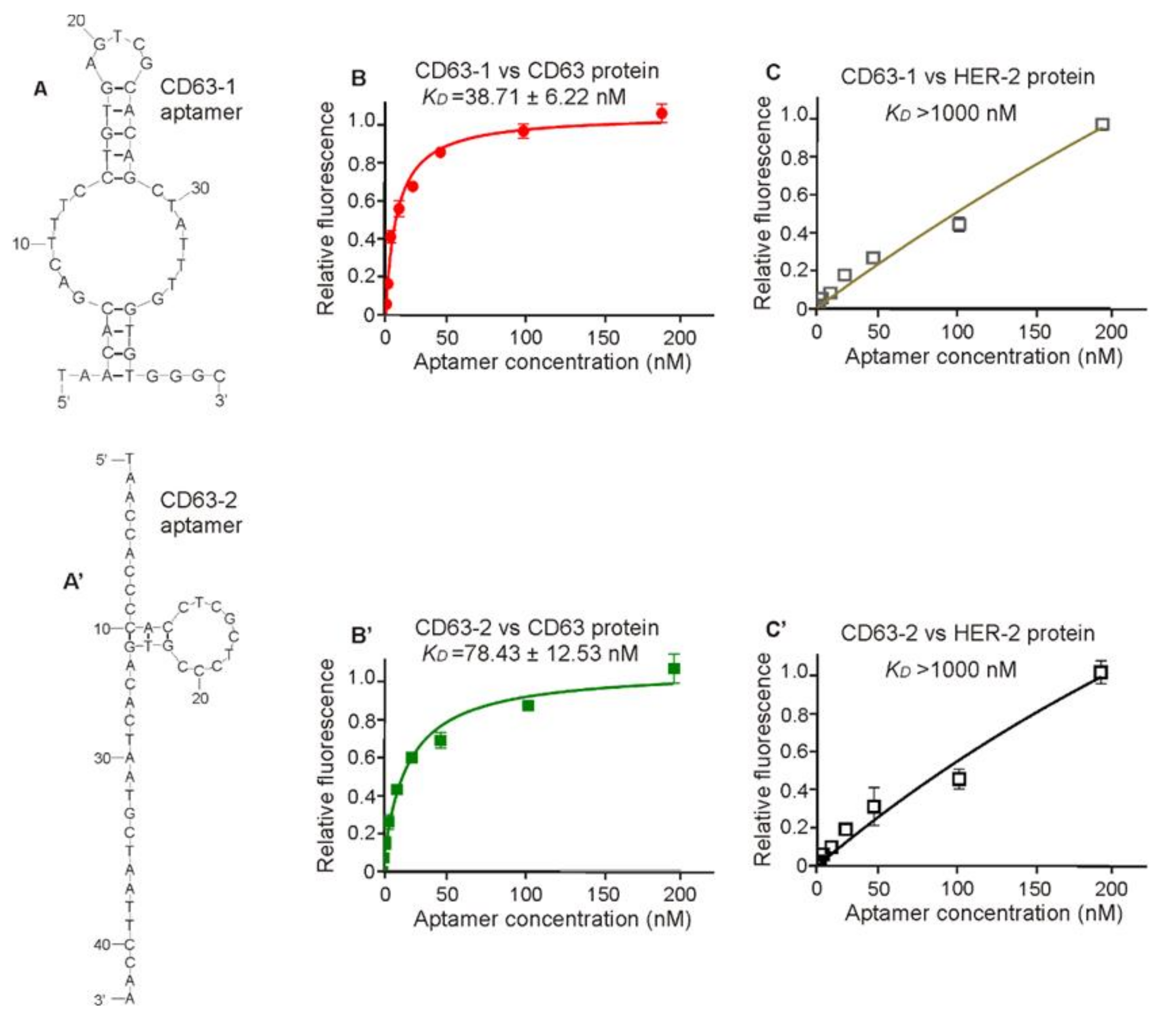 Development of a CD63 Aptamer for Efficient Cancer Immunochemistry and ...