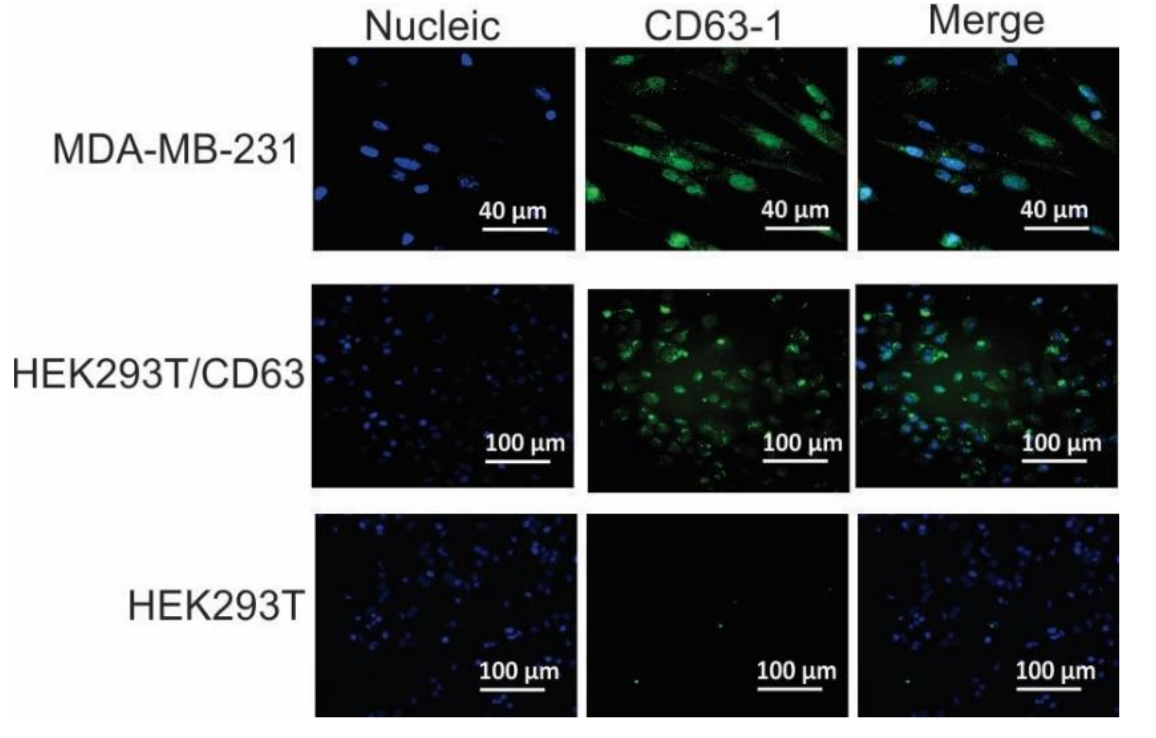 Development of a CD63 Aptamer for Efficient Cancer Immunochemistry and ...