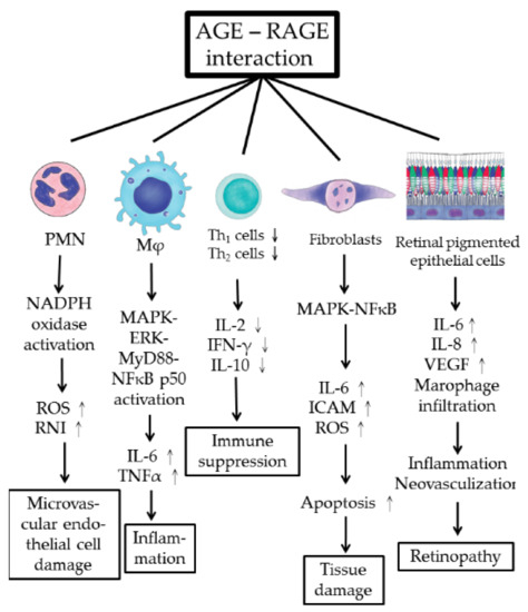 The Development of Maillard Reaction, and Advanced Glycation End ...