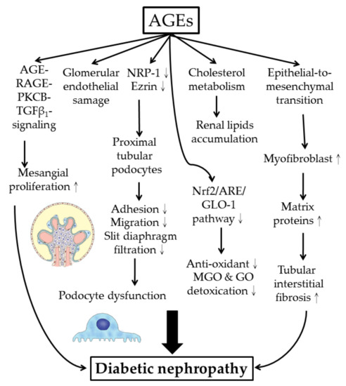 The Development of Maillard Reaction, and Advanced Glycation End ...