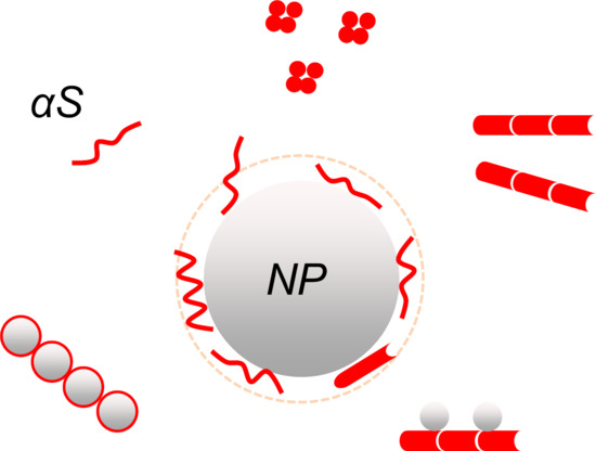 Molecules | Free Full-Text | Alpha-Synuclein—Nanoparticle Interactions ...