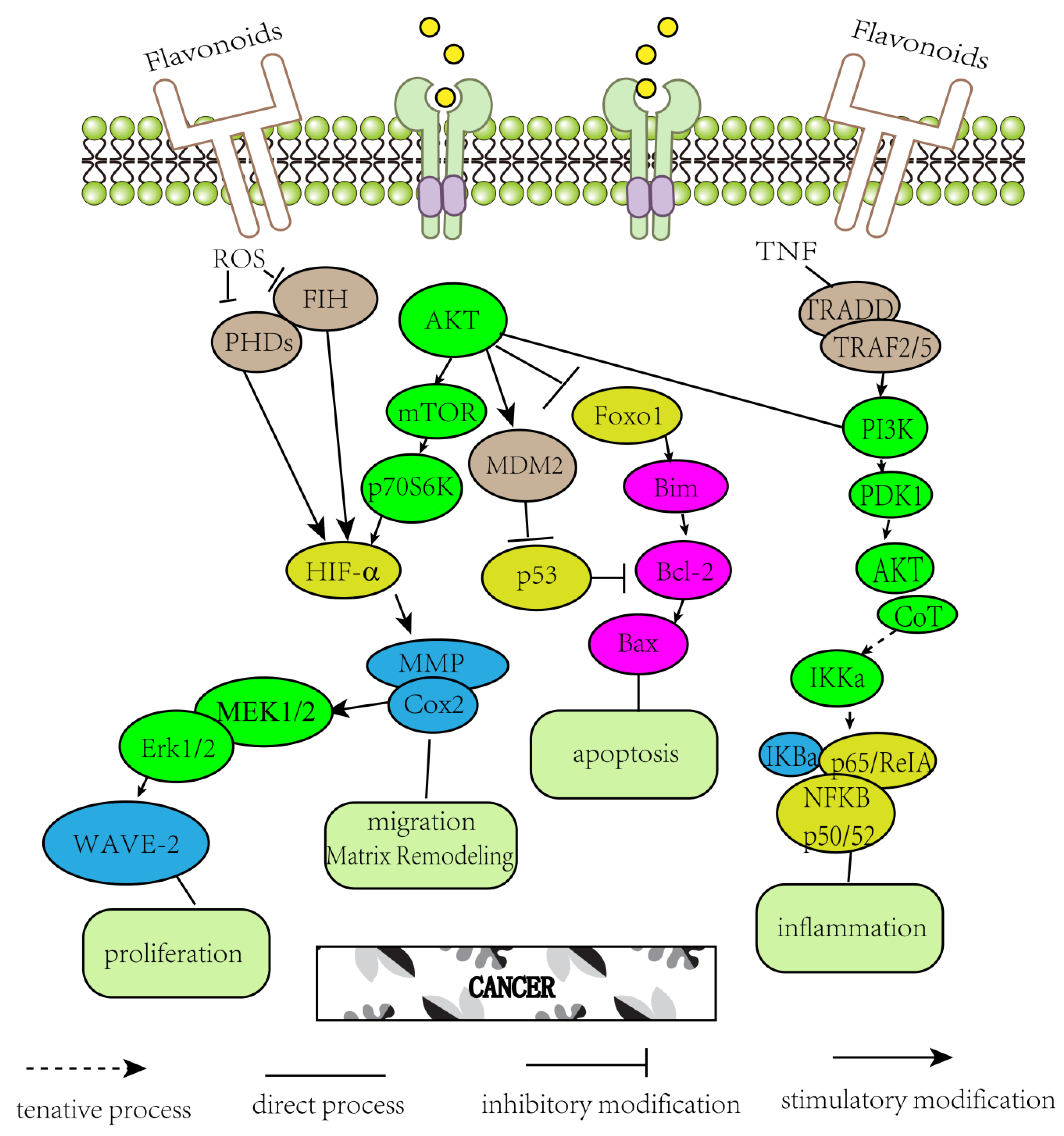 Flavonoids Regulate Inflammation and Oxidative Stress in Cancer