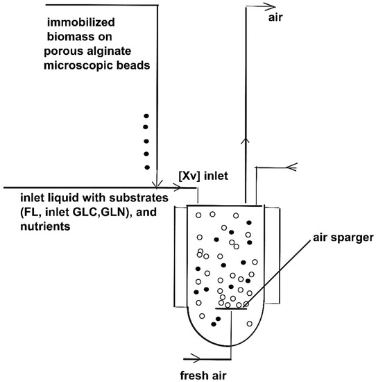 Model-Based Optimization of a Fed-Batch Bioreactor for mAb Production Using a Hybridoma Cell Culture