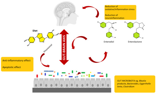 Molecules | Free Full-Text | Lignans and Gut Microbiota: An Interplay Revealing Potential Health ...