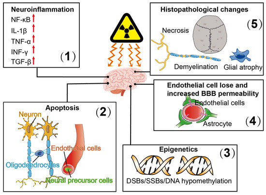 Radioprotective Effect of Flavonoids on Ionizing Radiation-Induced ...