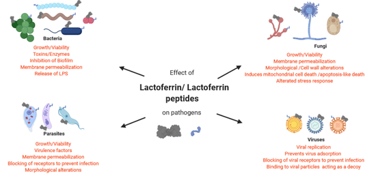 Molecules | Free Full-Text | Lactoferrin and Its Derived Peptides: An Alternative for Combating ...
