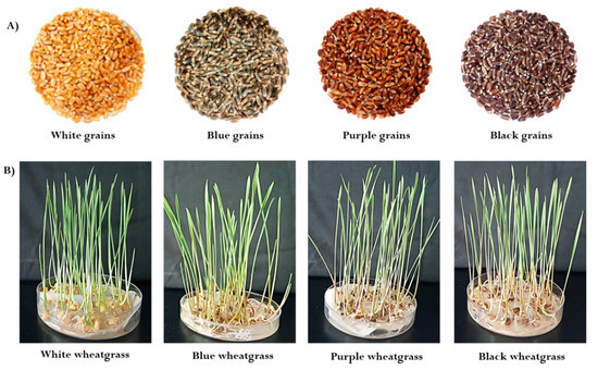 Evaluation of Anthocyanin Content, Antioxidant Potential and ...