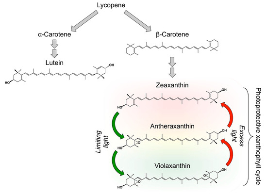 Zeaxanthin, a Molecule for Photoprotection in Many Different Environments