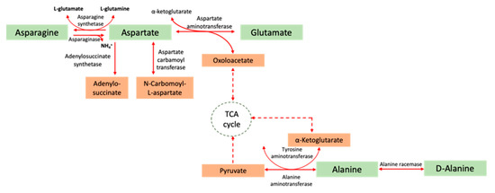 Recent Strategies and Applications for l-Asparaginase Confinement