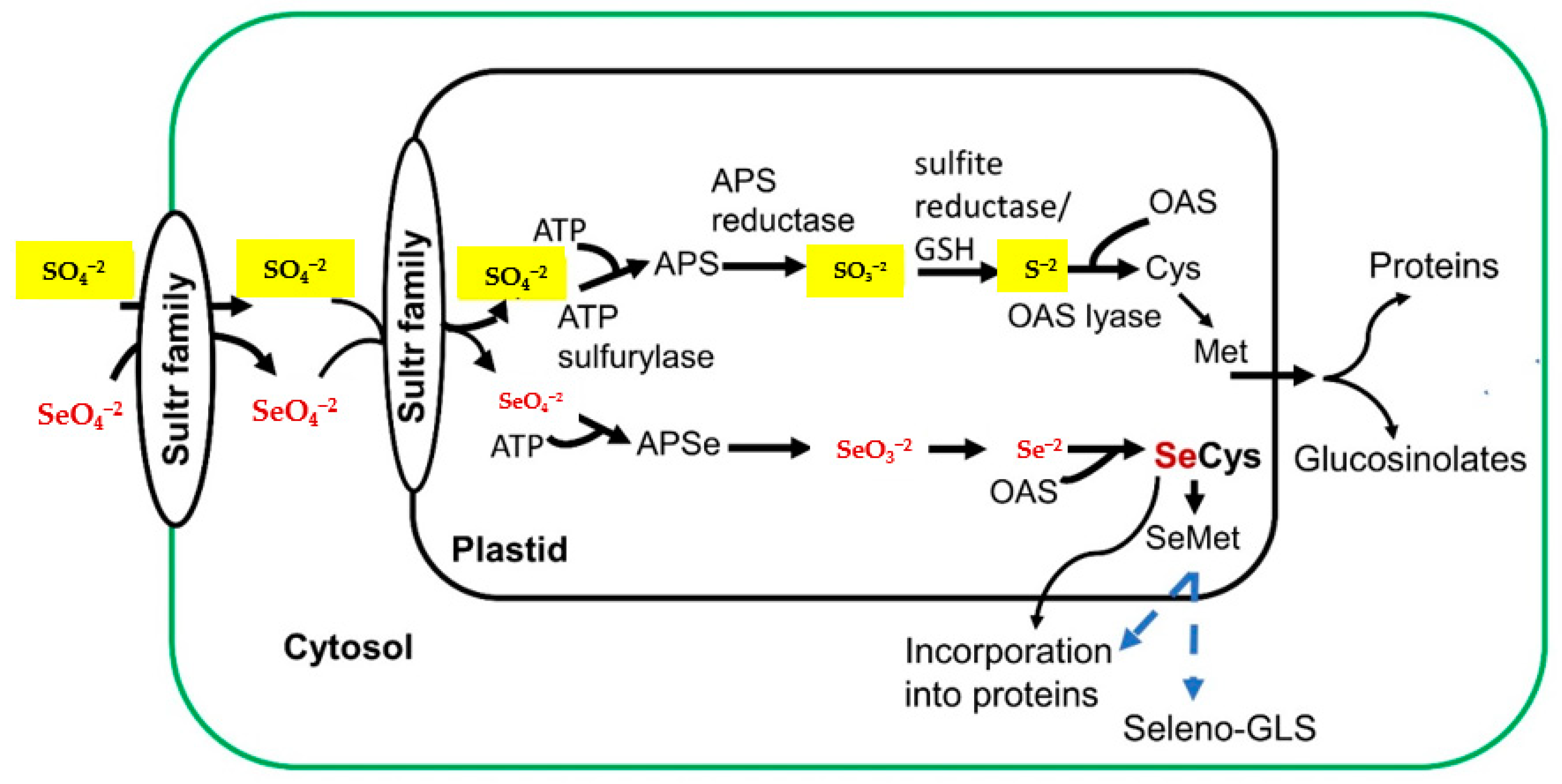 Regulation Of Selenium Sulfur Interactions To Enhance Chemopreventive Effects Lessons To Learn