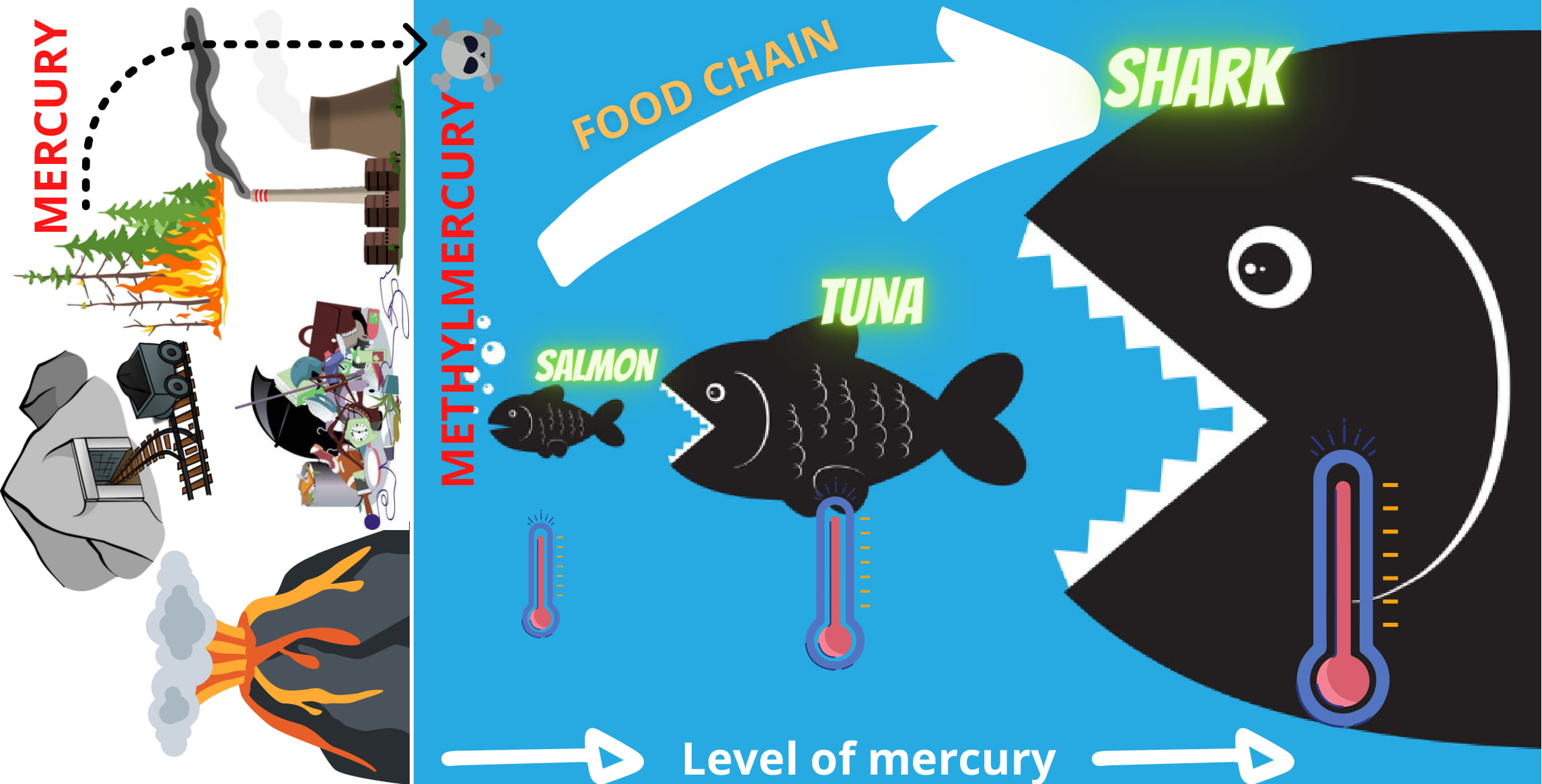 Molecules | Free Full-Text | Risk of Mercury Ingestion from Canned Fish ...