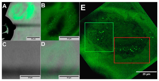 Fluorescent and Electron-Dense Green Color Emitting Nanodiamonds for ...
