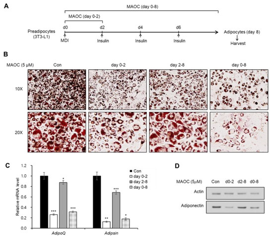 Morolic Acid 3-O-Caffeate Inhibits Adipogenesis by Regulating ...