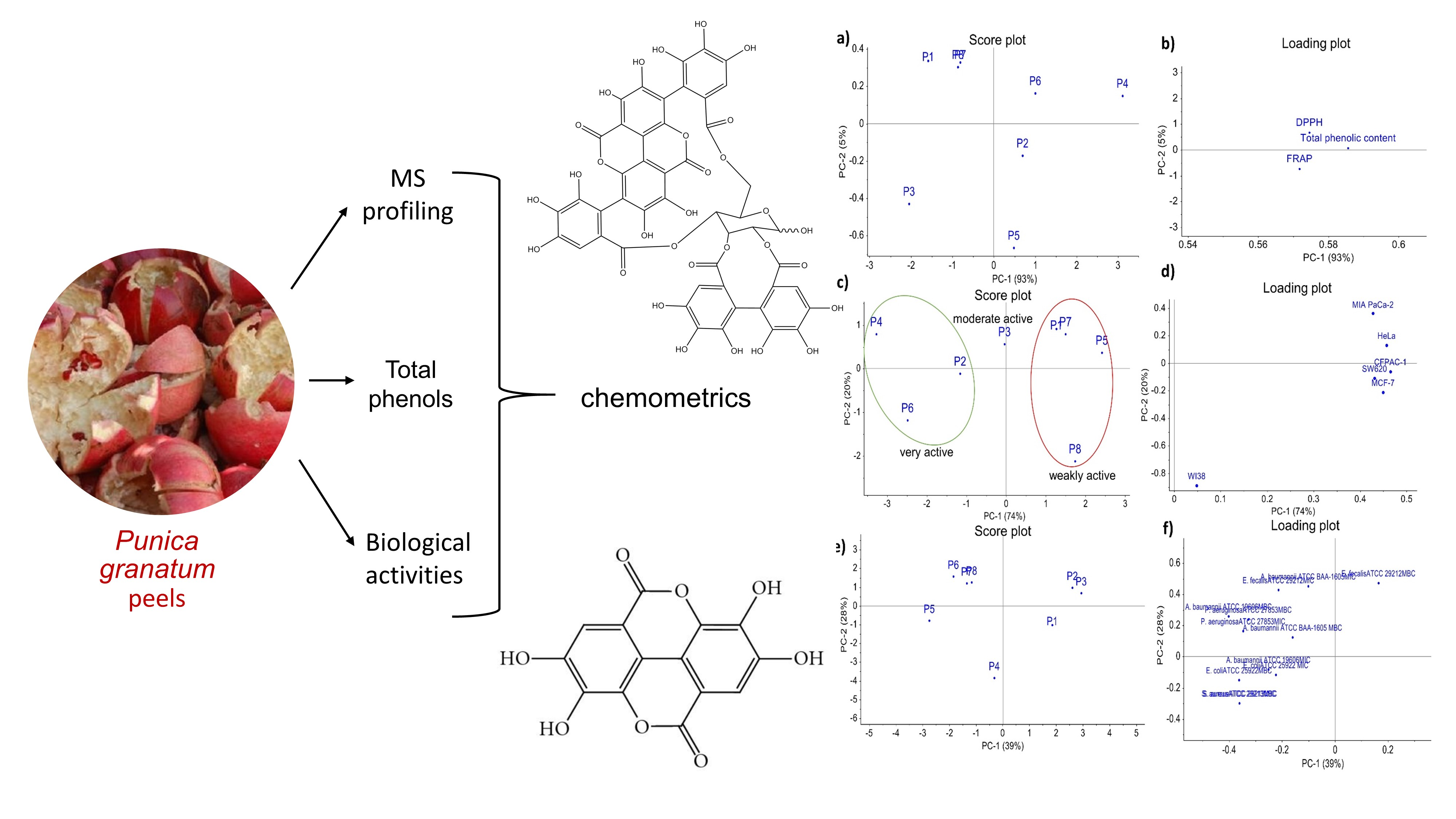 Molecules | Free Full-Text | Assessment of the Biological Activity and Phenolic Composition of ...