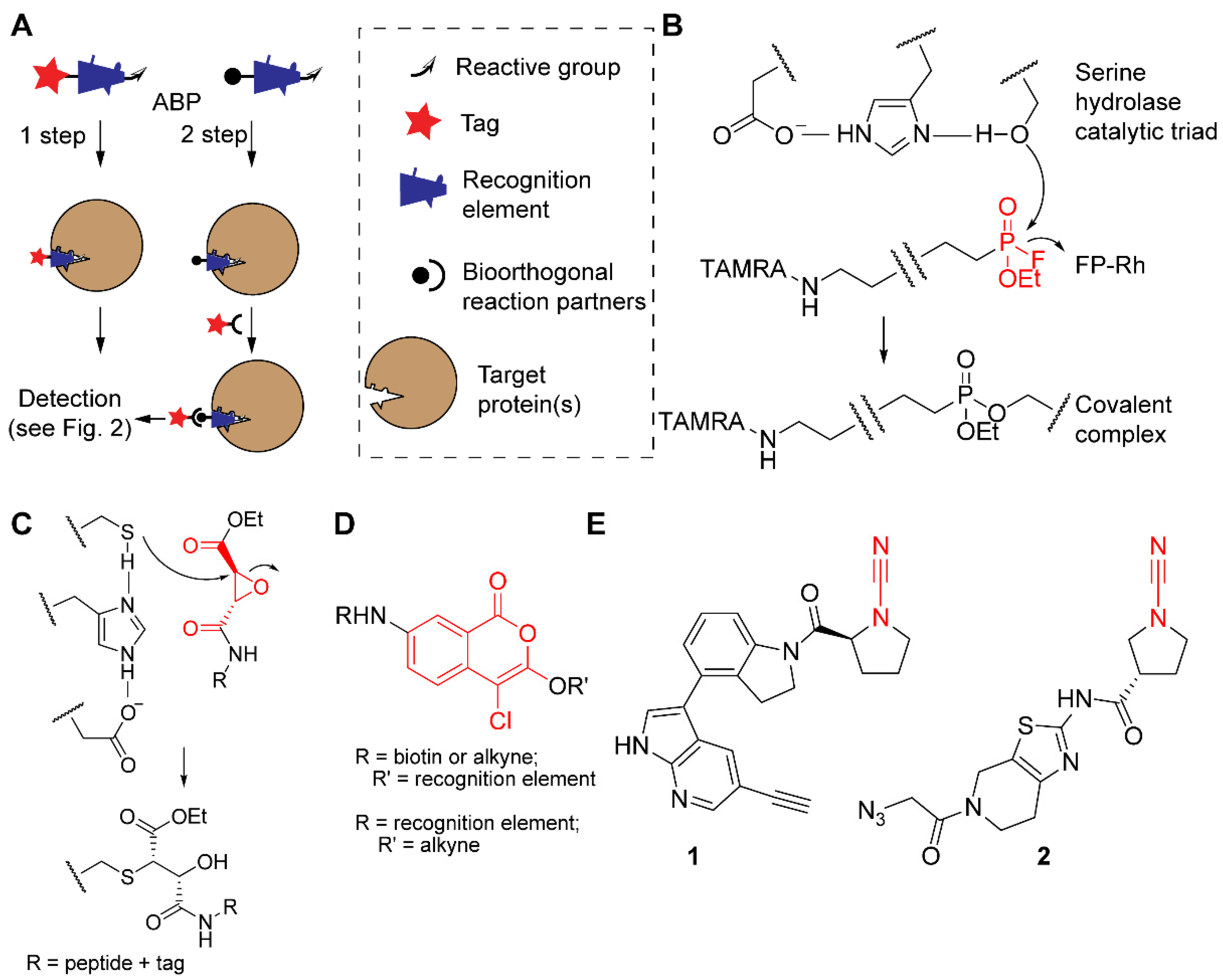Bioorthogonal Reactions in Activity-Based Protein Profiling