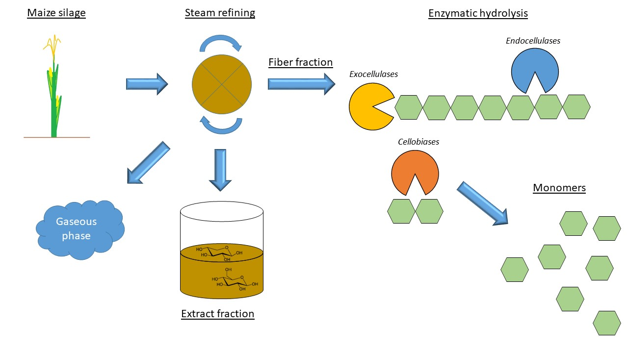 Molecules | Free Full-Text | Maize Silage Pretreatment via Steam ...