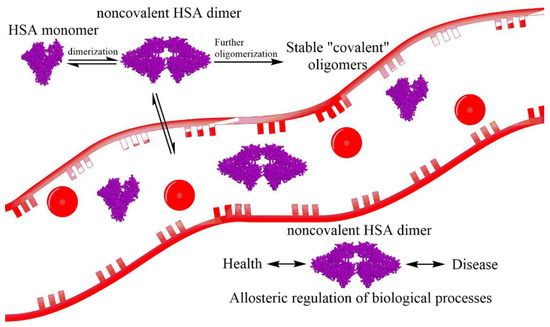 Reversible Dimerization of Human Serum Albumin