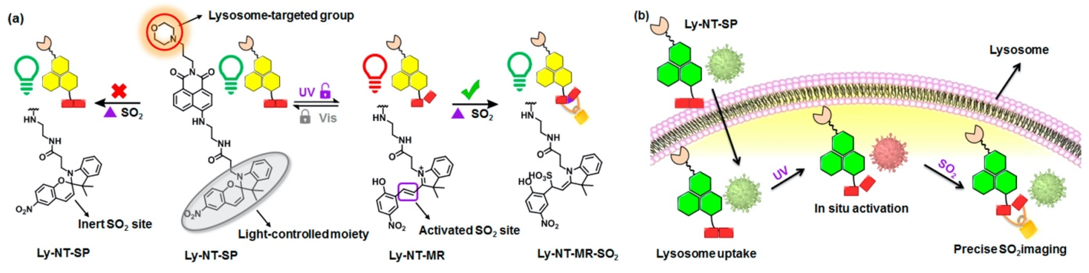 Recent Advances in Organelle-Targeted Fluorescent Probes